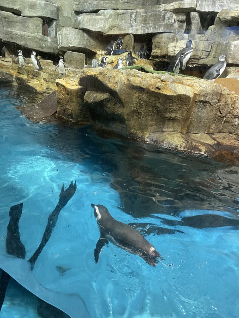 Exploring the Wonders of the Shedd Aquarium in Chicago: A Guide for ...